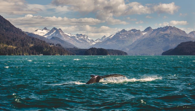 20 Unique Things To Do In Homer Alaska - Linda On The Run